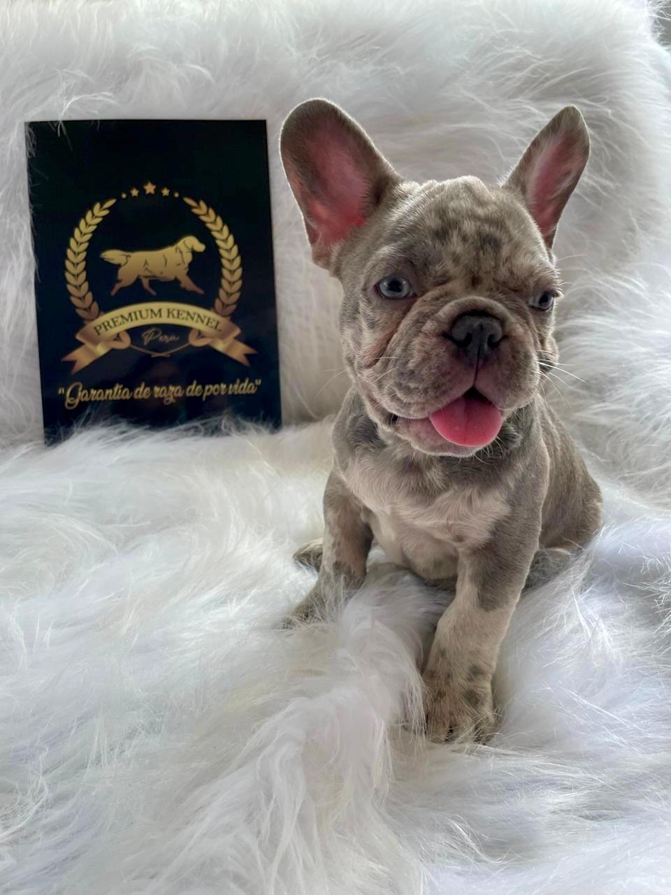 Bulldog Francés Exótico - Premium Kennel Perú