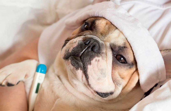 ¿Cómo saber si está mi perro enfermo? 10 señales de alerta
